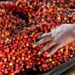 Kenya Green Coffee Beans | Genuine Origin